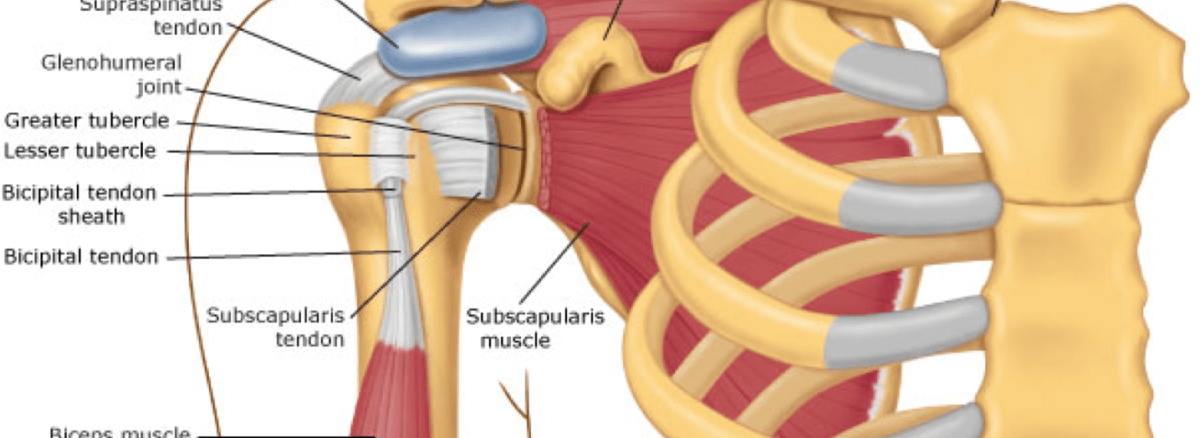 Rotator Cuff Tears – The ArmDoc