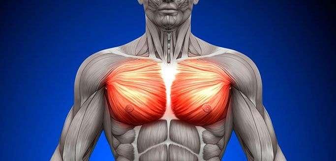 Pectoralis Major Rupture – The ArmDoc