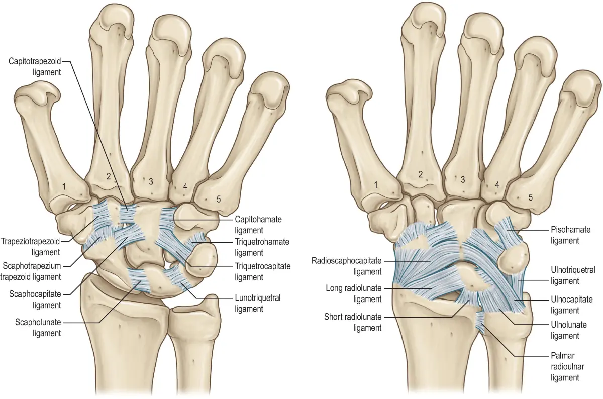 The ArmDoc - Hand and Wrist Anatomy